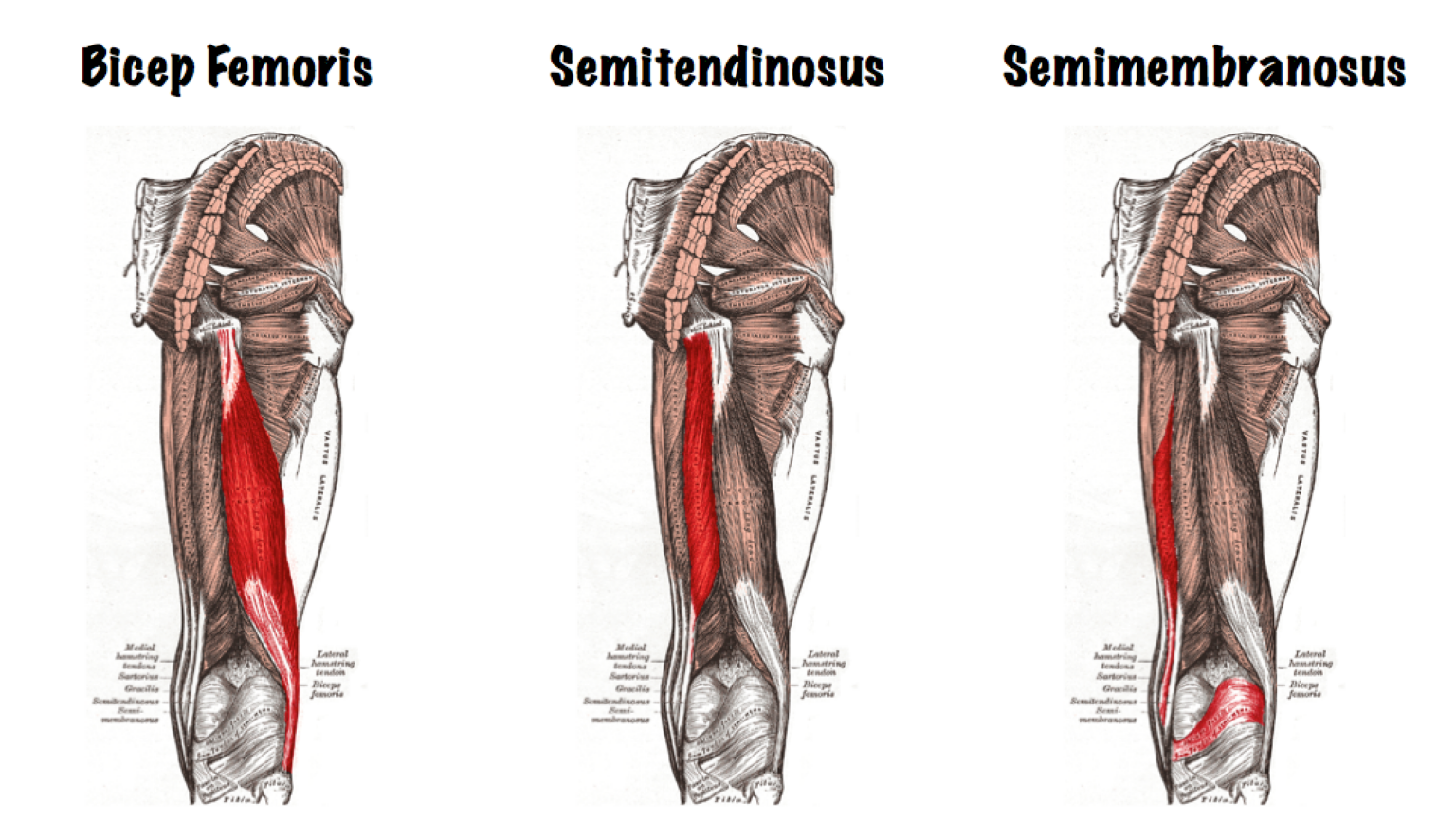Hamstrings: Stretching and Strengthening - Phila Massages
